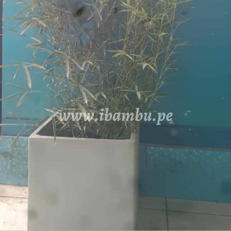 Caña bambú - bambú enano - Ibambu - Lo mejor en bambú
